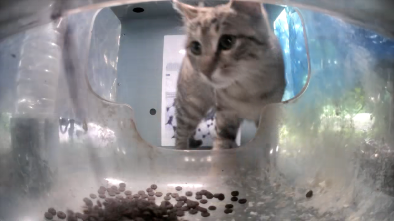 Live Cat Cam Lets You Watch & Feed Stray Felines In Individual Houses ...